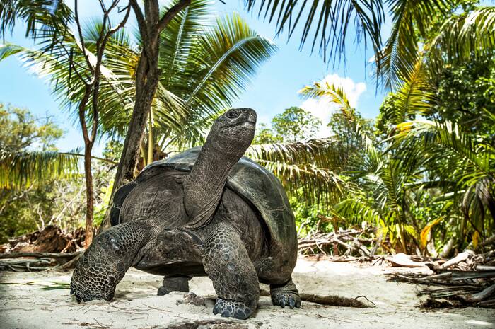Cuadro y póster Tortugas gigantes de Aldabra - Compra y venta