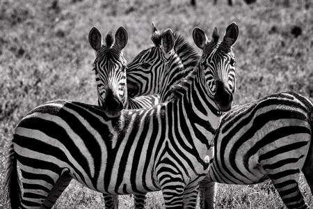 Photo Animaux - Achat / Vente Photos d'art - ArtPhotoLimited