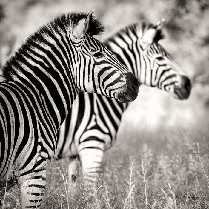 Photo noir et blanc de Zèbre - Tableau noir et blanc de Zèbre ...