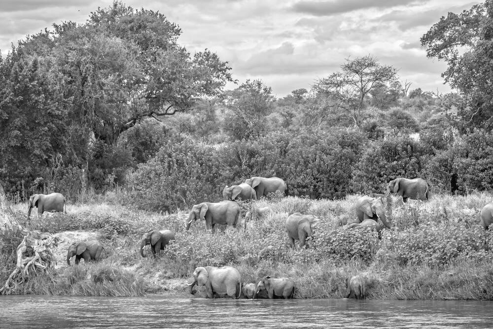 Horde of elephants on the banks of a lush river - Photographic print ...