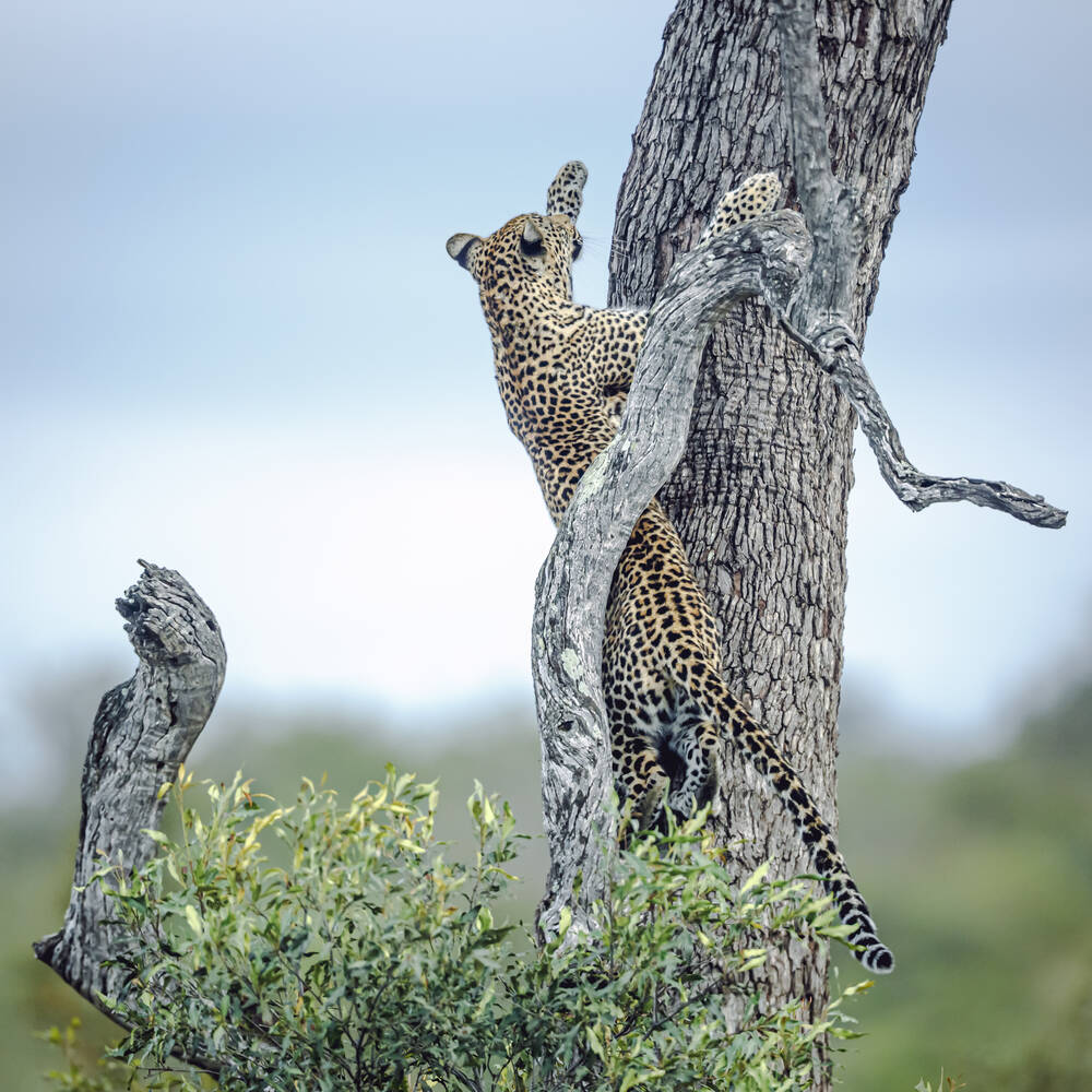Leopard climbing a tree - Photographic print for sale