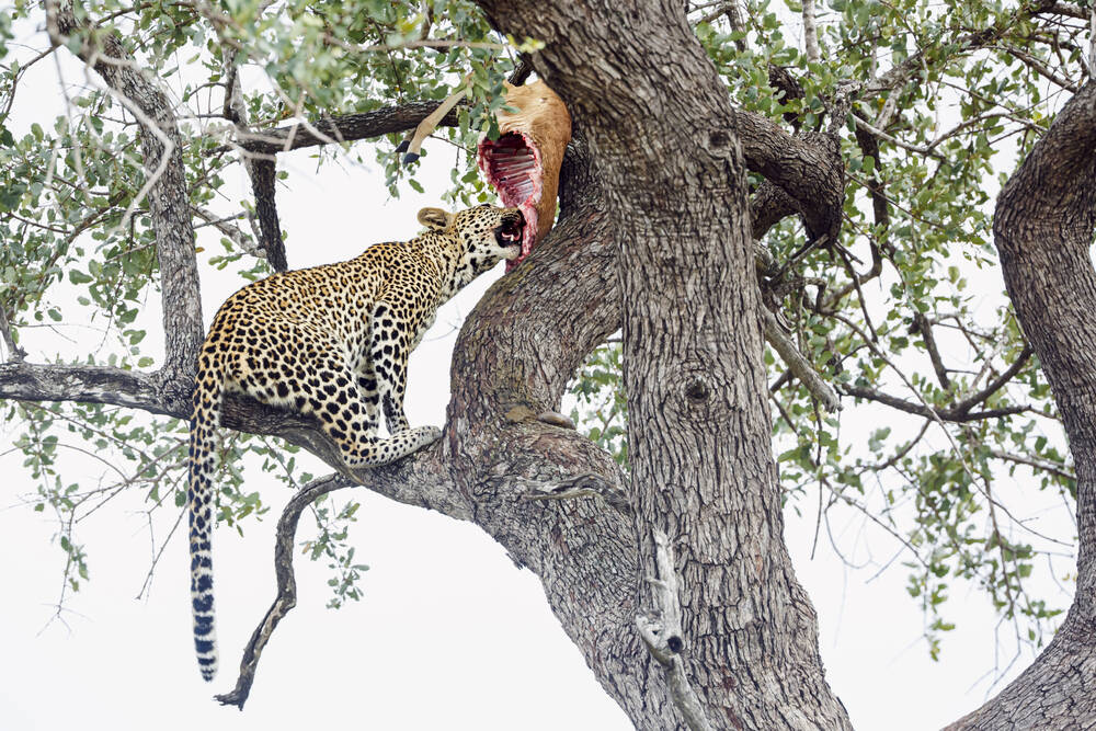 Leopard eating its prey in a tree - Photographic print for sale