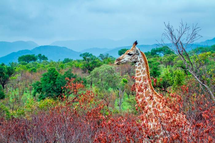 Photo Animaux afrique - Tableau Animaux afrique - Editions Limitées ...