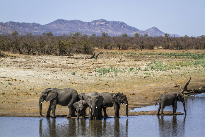 Series ELEPHANT - Paco Como Photographer - Fine Art Photography