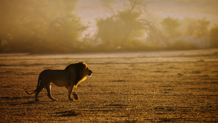 Série LION - Paco Como Photographe - Photo d’art