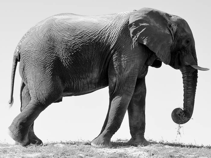 Photo noir et blanc de Éléphant - Tableau noir et blanc de Éléphant ...