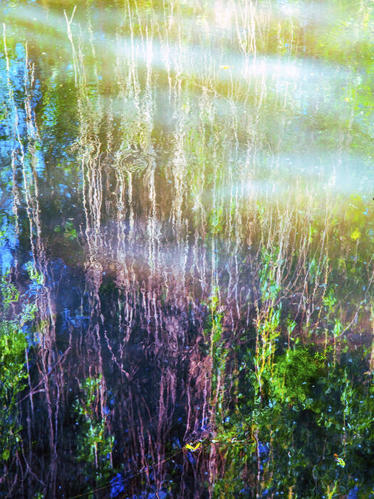 Series PLANT REFLECTIONS - Christophe Bene Photographer - Fine Art ...