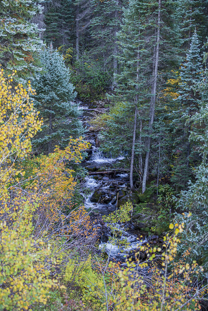 Fresh water stream - Photographic print for sale