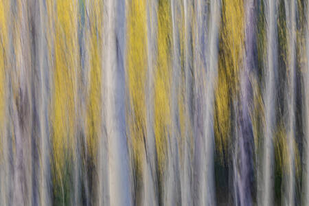 Cuadro de Estados Unidos - Compra / Venta - ArtPhotoLimited