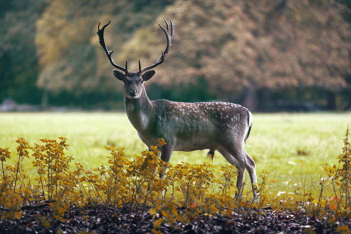 Herbstfotos - Limitierter Auflage