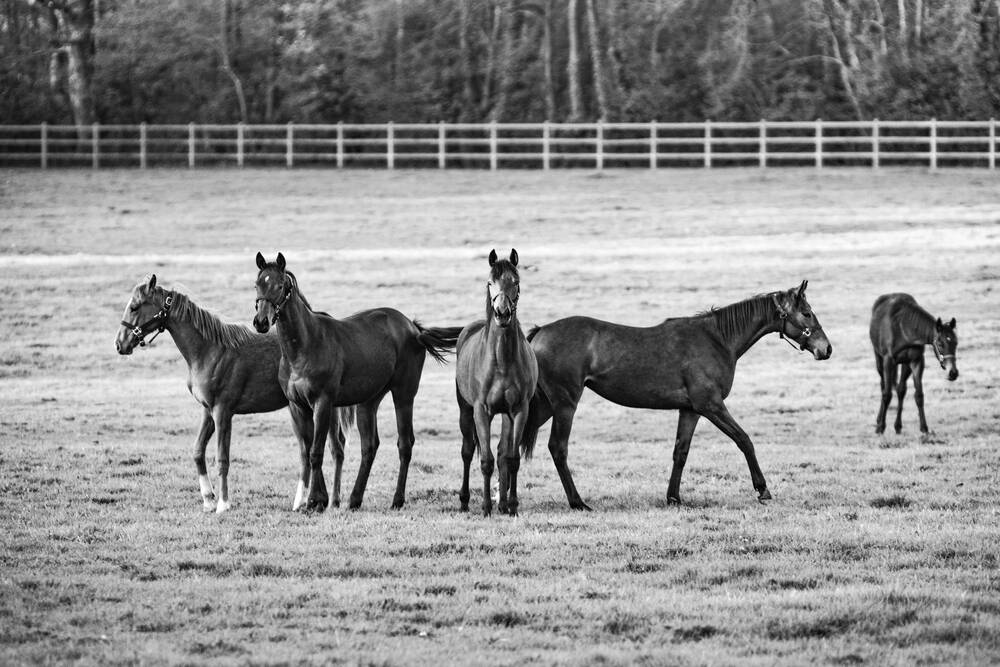 Deauville - Horses in the meadow - Photographic print for sale