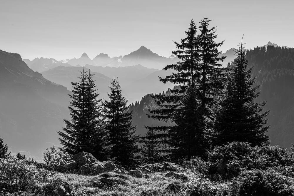 The green needle - Photographic print for sale