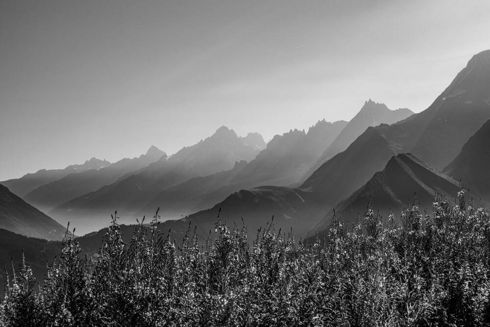 Die Mont-Blanc-Kette als Sonnenaufgang und Epilobus Bild - Kaufen ...