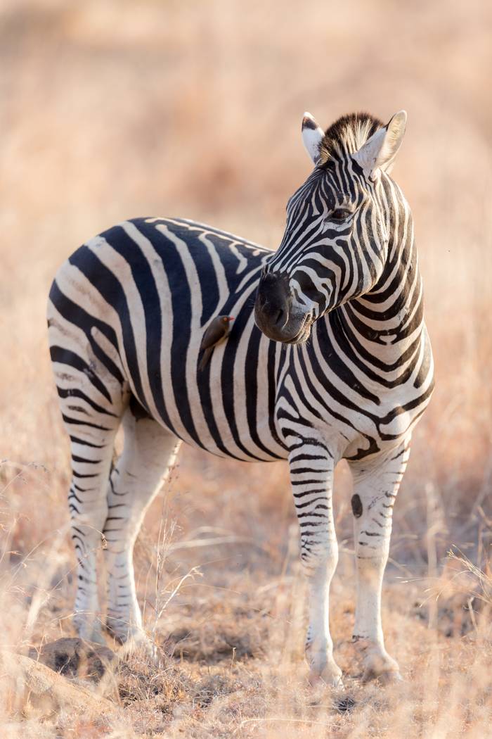 Photo de Zèbre - Tableau de Zèbre - Editions Limitées - Achat / Vente