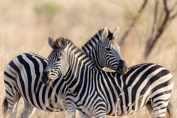 Zebre animals photography art prints for sale