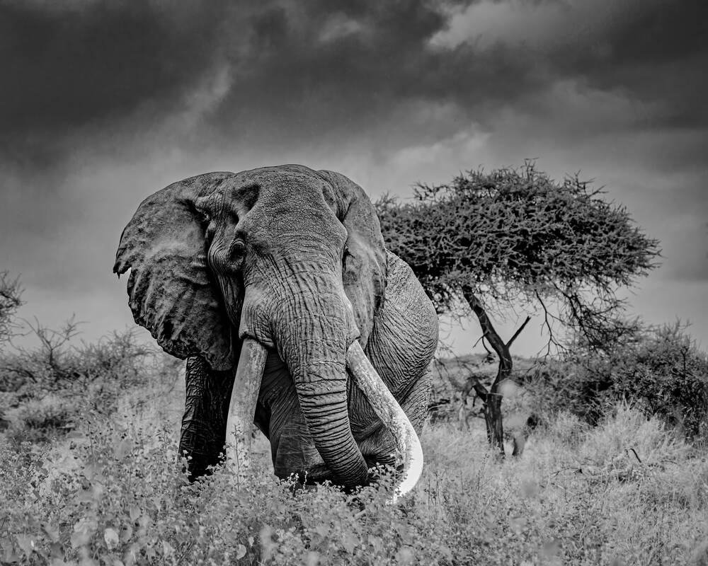 Craig in the bush - Photographic print for sale