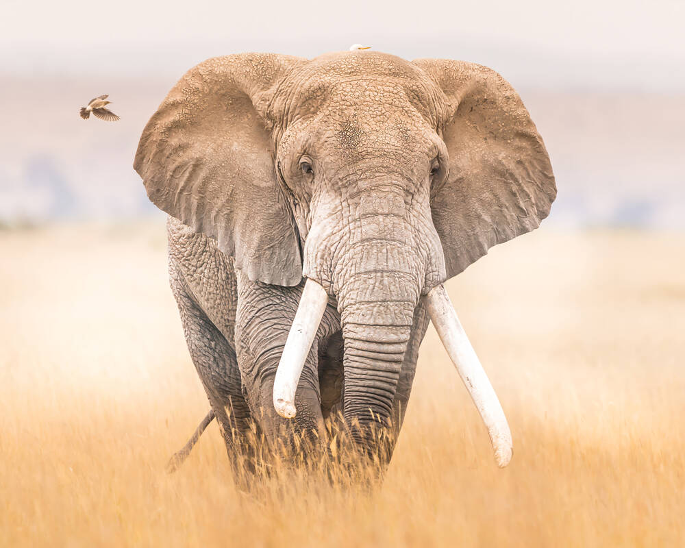male elephant and a bird - Photographic print for sale