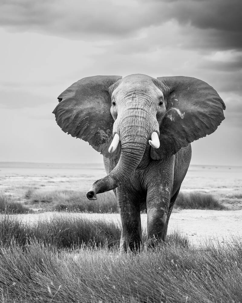 Hello Boy - Photographic print for sale