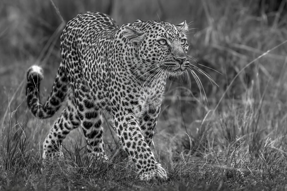 Leopard in approach - Photographic print for sale