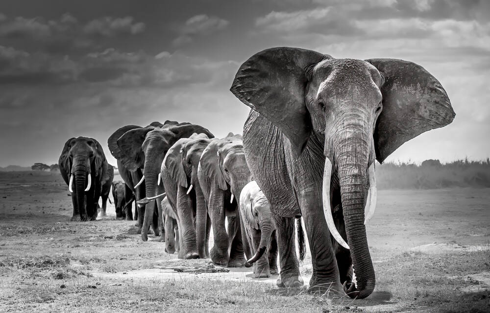 Suivez moi - Photo et Tableau - Editions Limitées - Achat / Vente