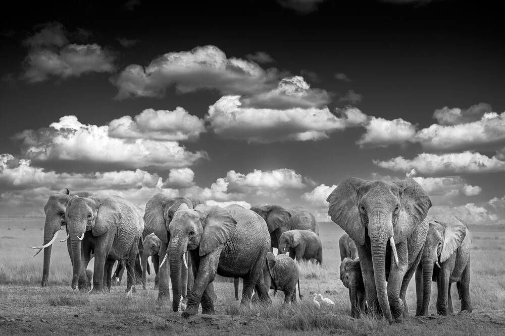 amboselli elephant troop 2 - Photographic print for sale