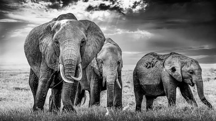 Photo noir et blanc de Éléphant - Tableau noir et blanc de Éléphant ...