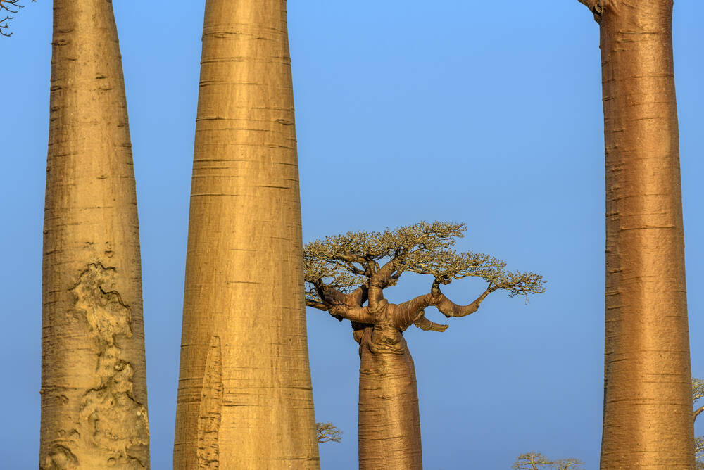 Baobabs in the evening light - Photographic print for sale