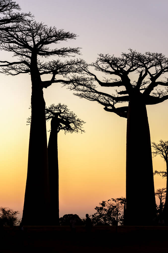 Baobabs - Photographic print for sale