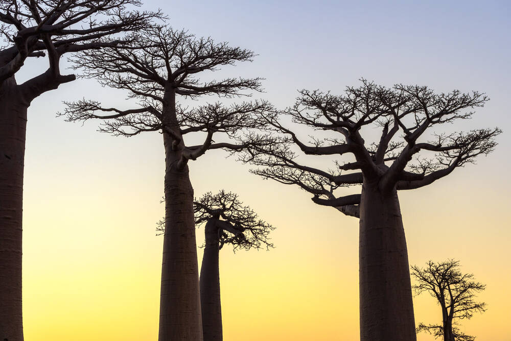 Malagasy twilight - Photographic print for sale