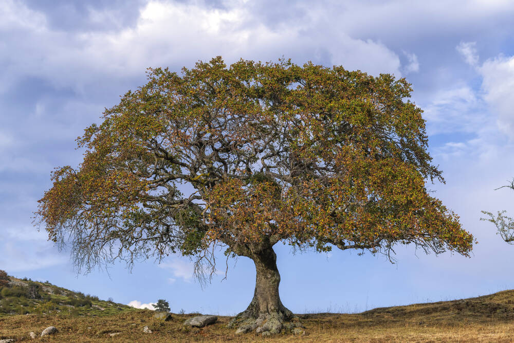 The old beech - Photographic print for sale
