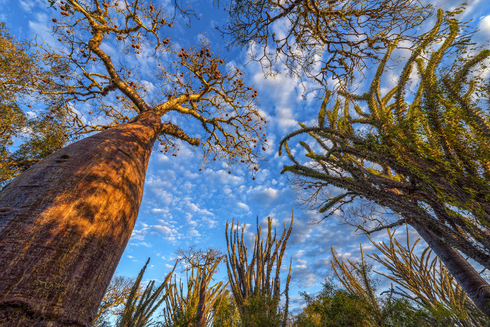 Pieuvres malgaches - Photo et Tableau - Editions Limitées - Achat / Vente