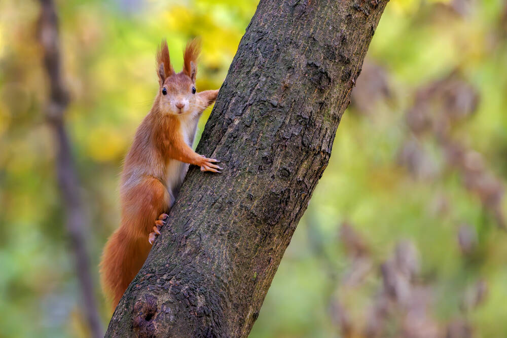 Red squirrel - Photographic print for sale