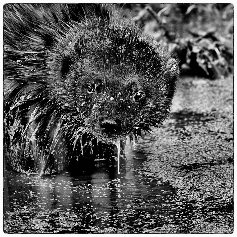 Glouton Wolverine - Photo et Tableau - Editions Limitées - Achat / Vente