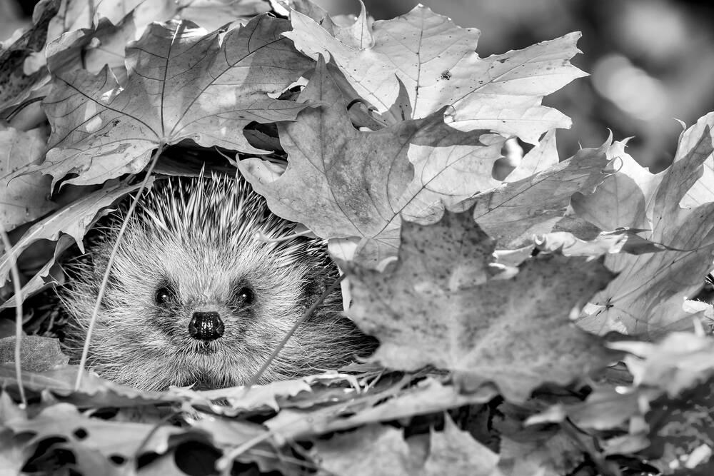 Hedgehog in fall leaves - Hérisson dans des feuilles d'automne ...