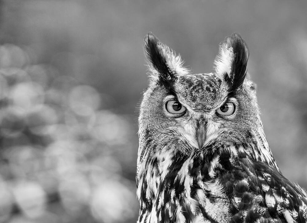 Hibou grand-duc - Eurasian Eagle owl - Photo et Tableau - Editions ...