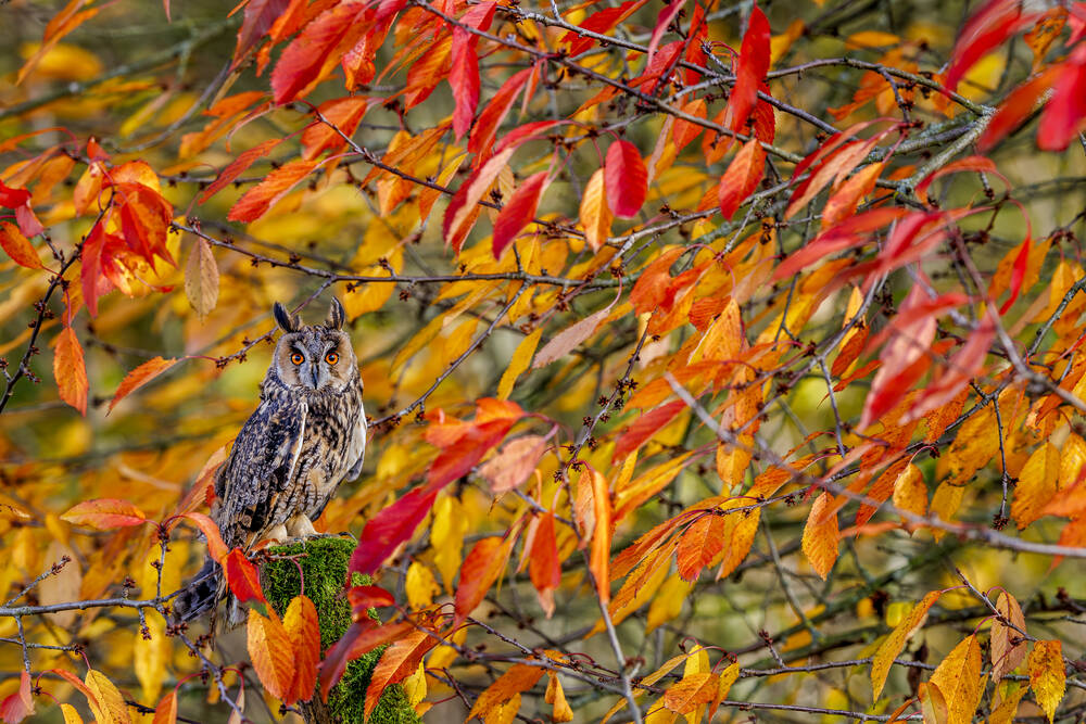 Hibou moyen-duc Long-eared owl - Photo et Tableau - Editions Limitées ...