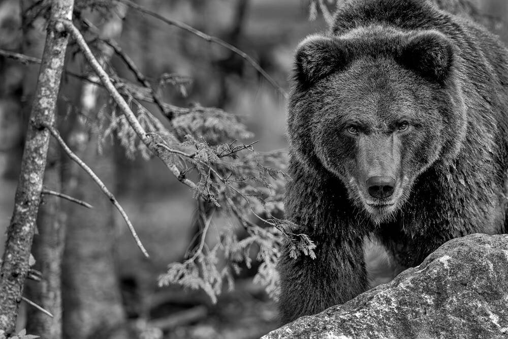 Ours brun d'Europe - Eurasian brown bear - - Photographic print for sale