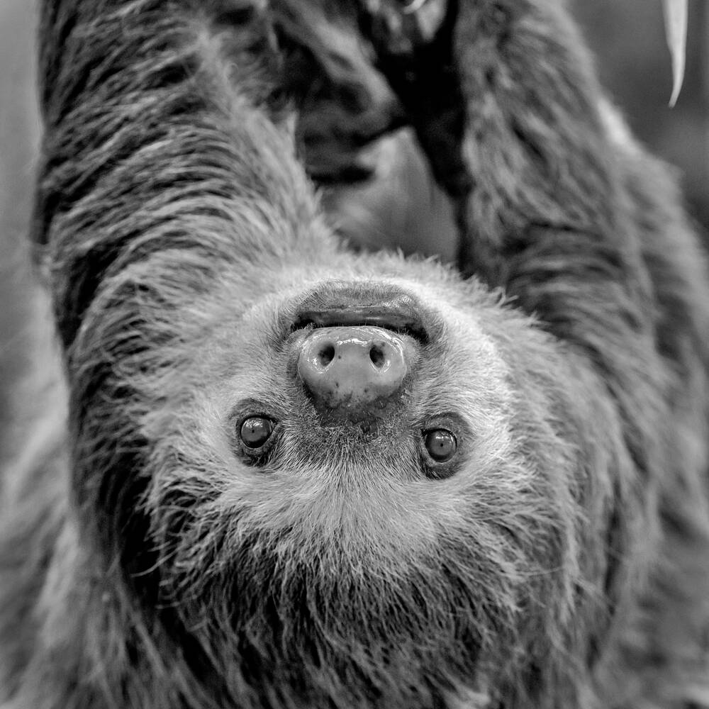 Paresseux d'Hoffmann - Hoffmann's two-toed sloth - Photo et Tableau ...