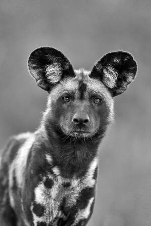 Lycaon - Photo et Tableau - Editions Limitées - Achat / Vente