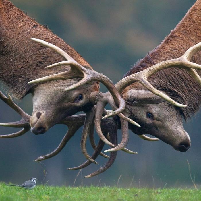 Photo de Cerf - Tableau de Cerf - Editions Limitées - Achat / Vente