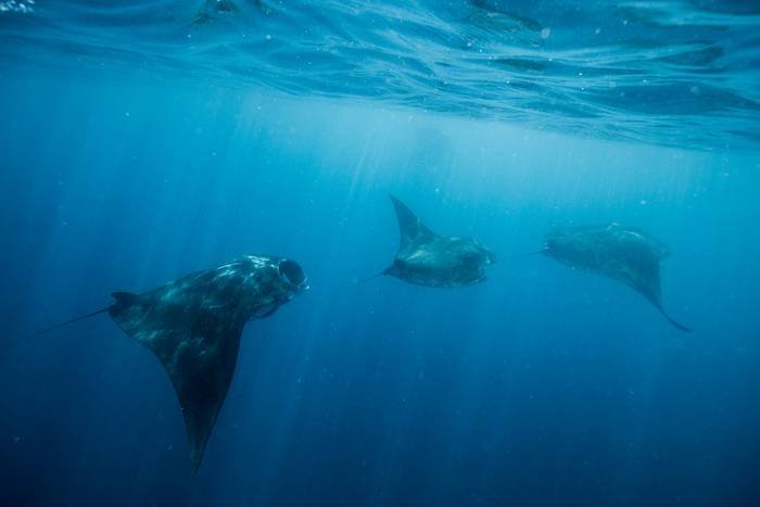 Group of manta ray - Photographic print for sale