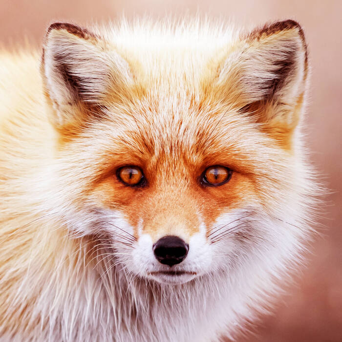 Vos foto - Vos poster - Kopen - Aankoop / Verkoop