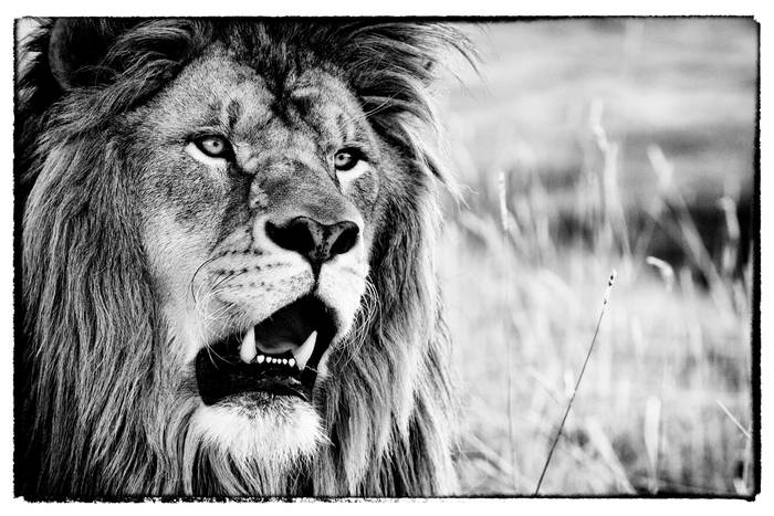 Photo Rugissement - Tableau Rugissement - Editions Limitées - Achat / Vente