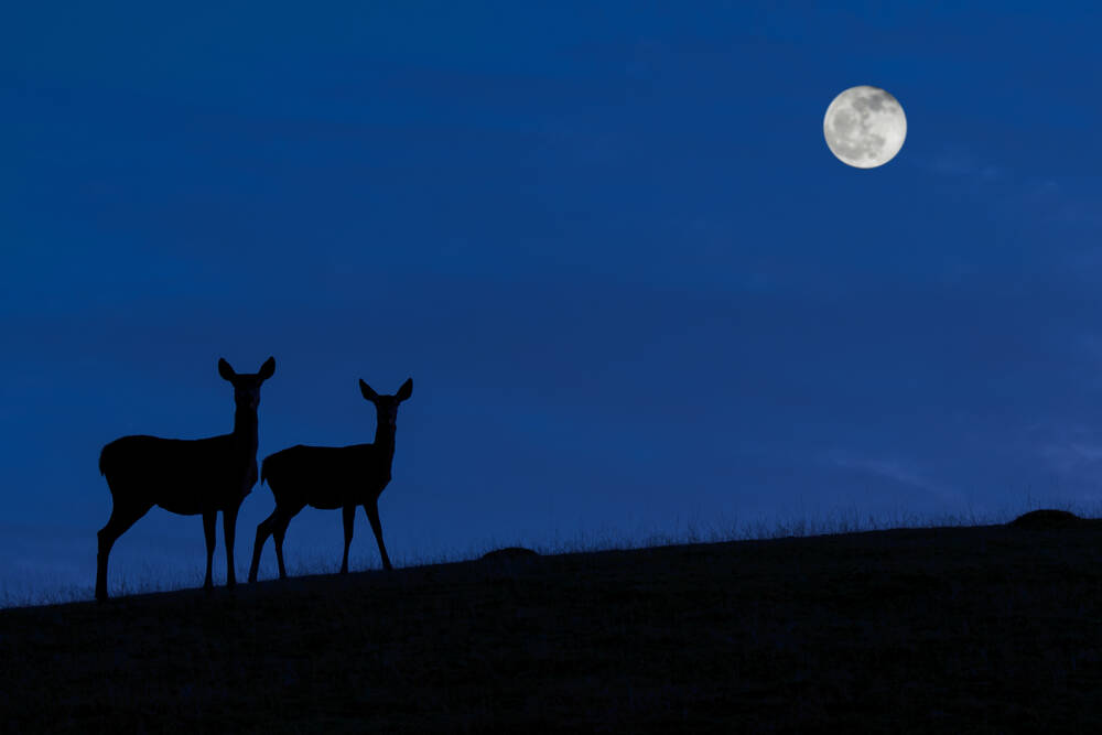 Red Deer silhouetted against the blue night sky - Photographic print ...