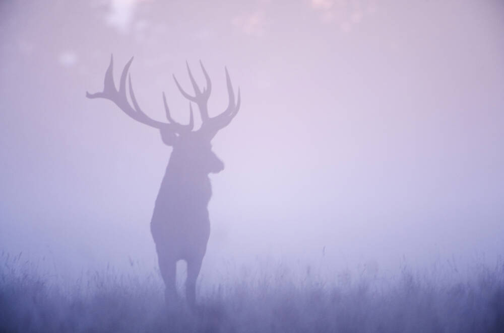 Red Deer stag in Mist - Denmark - Photographic print for sale