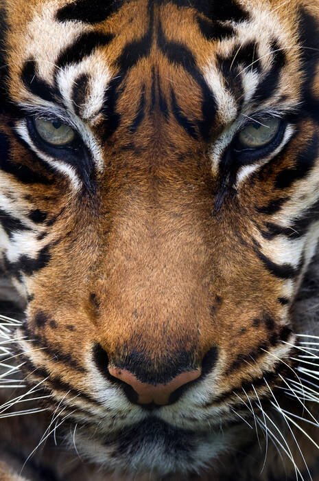 Tijger foto - Tijger poster - Kopen - Aankoop / Verkoop
