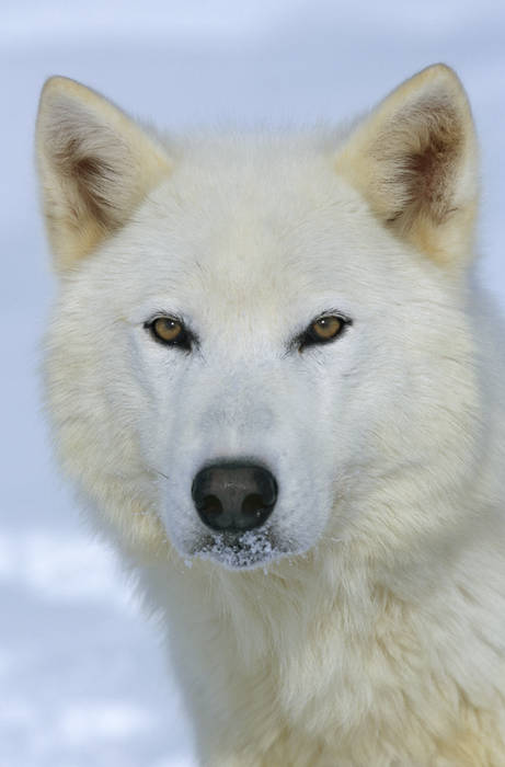 Série Loup - Nature Picture Library Photographe - Photo d’art