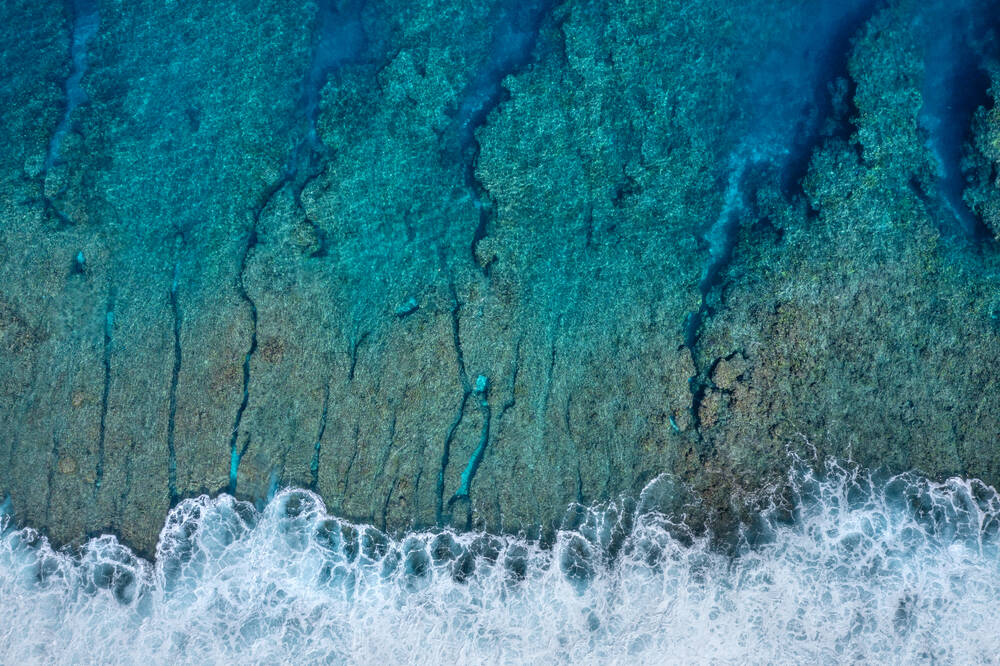 Coral reef in Réunion's lagoons - Photographic print for sale