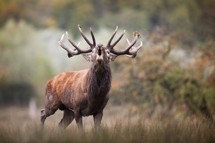 Photo de Cerf - Tableau de Cerf - Editions Limitées - Achat / Vente