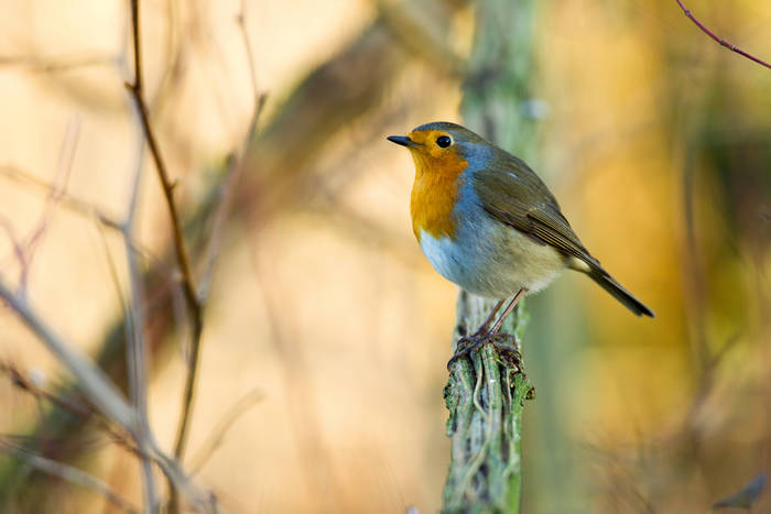 House robin - Photographic print for sale